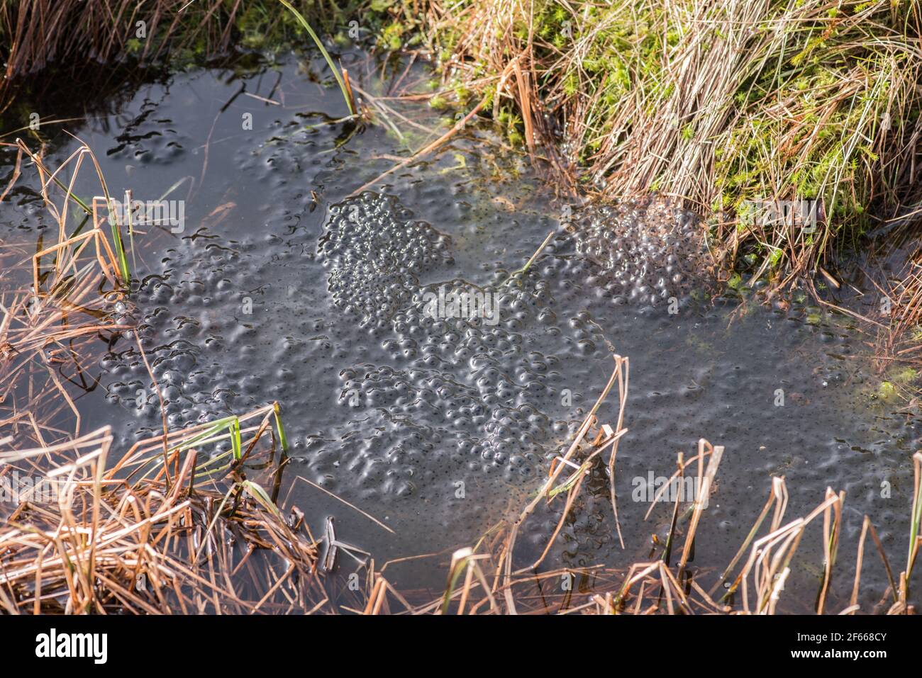 Frogs lifecycle hi-res stock photography and images - Alamy