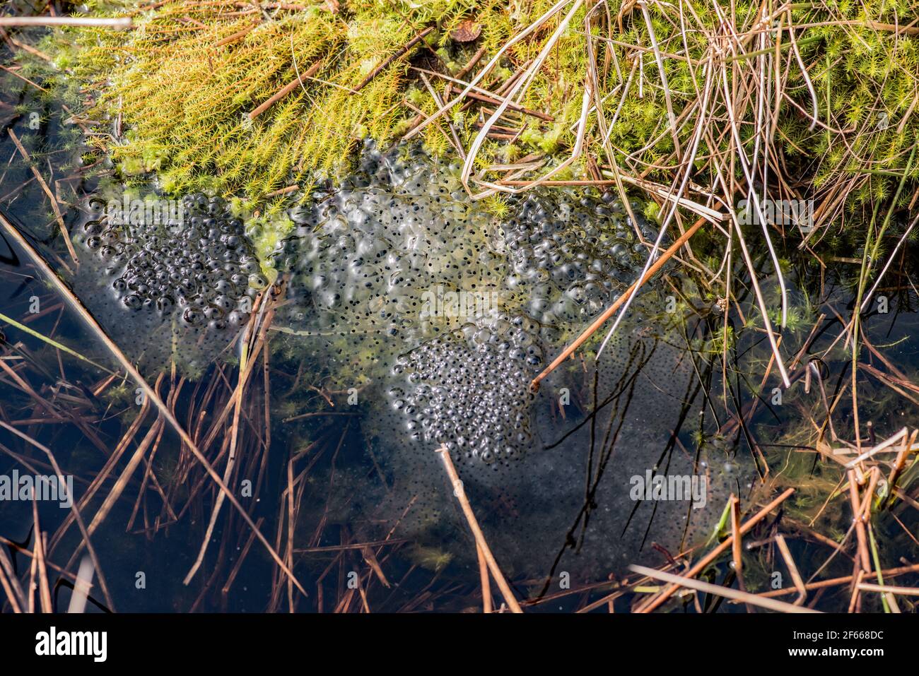 Signs of Spring , Frogspawn Stock Photo - Alamy