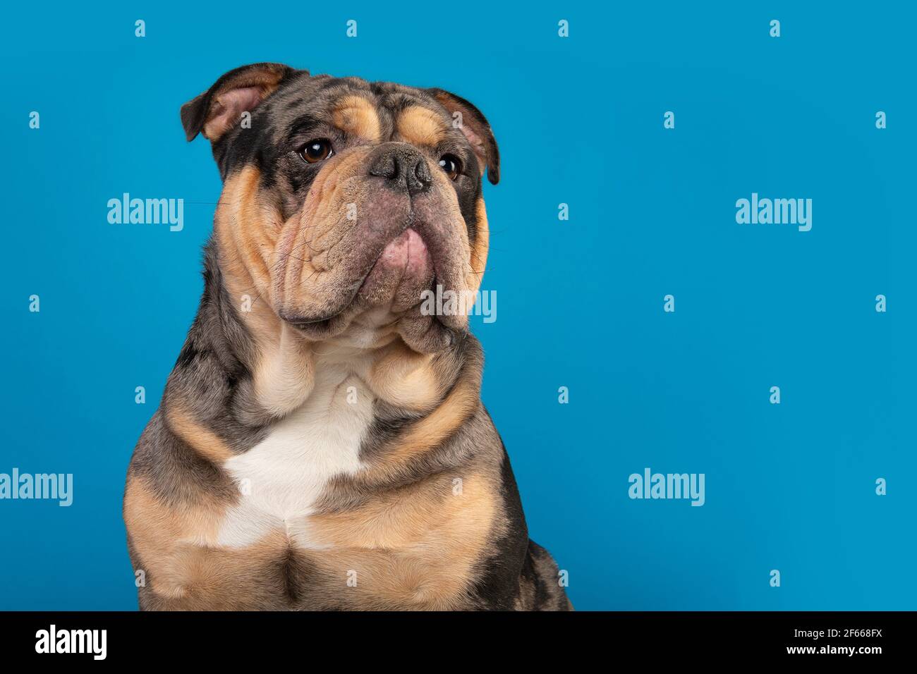 Black Olde English Bulldogge Puppies