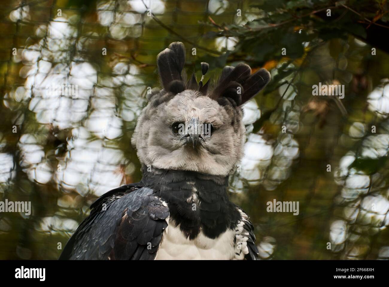 The harpy eagle, Harpia harpyja is also called the American harpy eagle ...