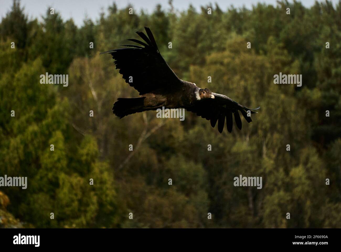 Andean condor, Vultur gryphus, soaring over a forest. Andean condor is ... Andean condor, Vultur gryphus, soaring over a forest. Andean condor is ...