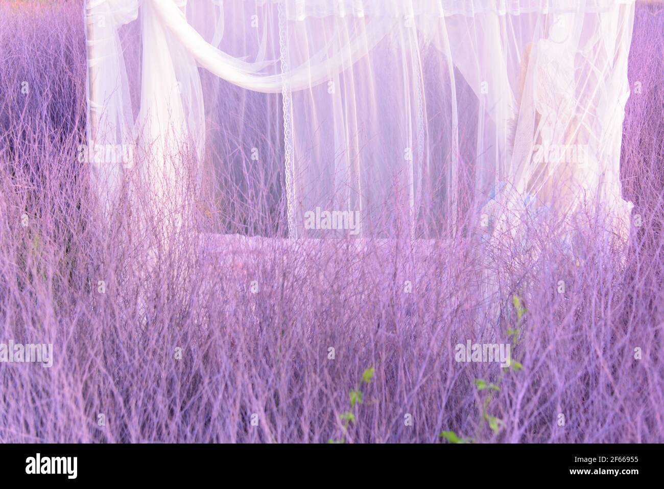 White net with purple Hedgerow Backdrop in garden for photo Stock Photo ...
