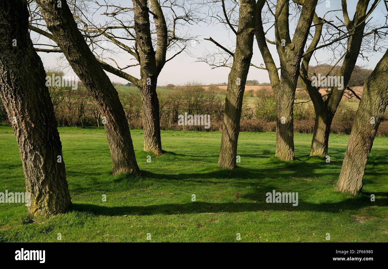Black Mill On Beverley Westwood High Resolution Stock Photography and ...