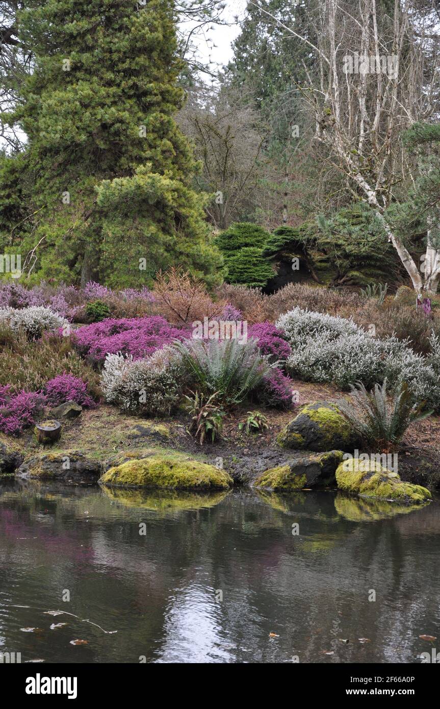 The heather garden in hi-res stock photography and images - Alamy
