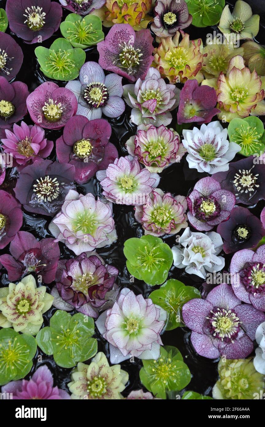 Colorful hellebore flowers Stock Photo - Alamy
