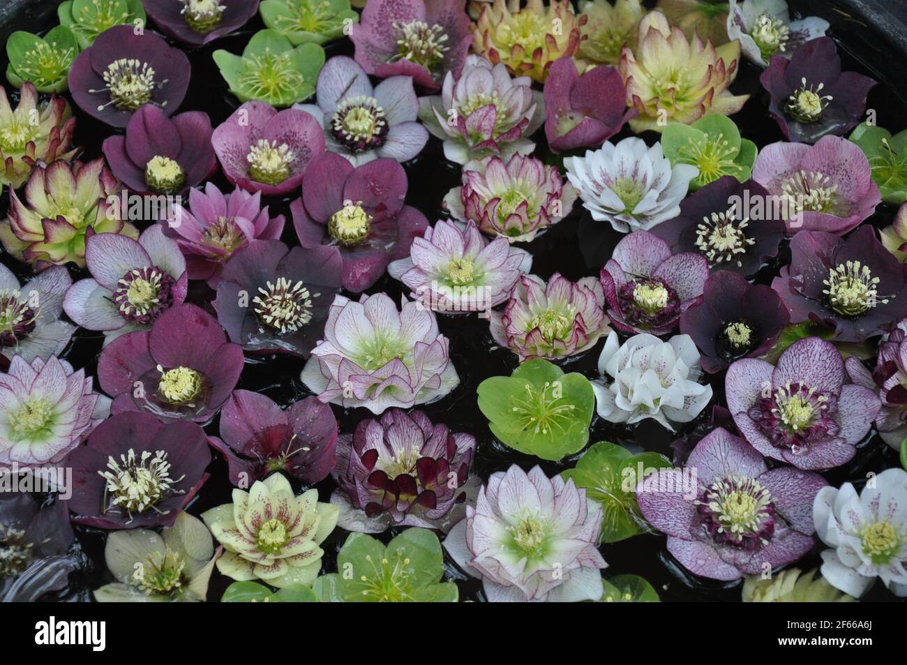 Colorful hellebore flowers Stock Photo - Alamy