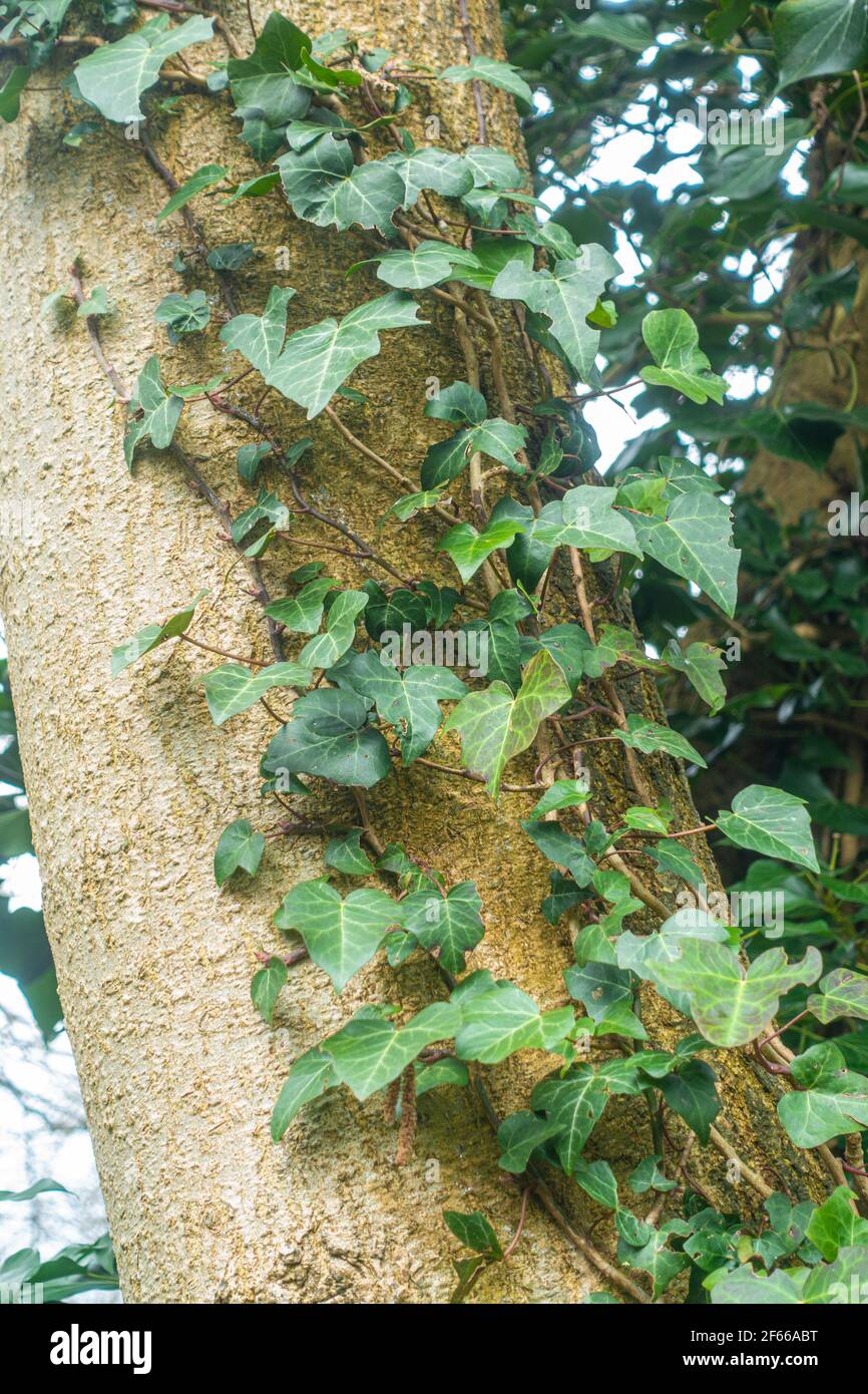 Close up view of Hedera Helix or common Ivy growing up a tree trunk, a ...