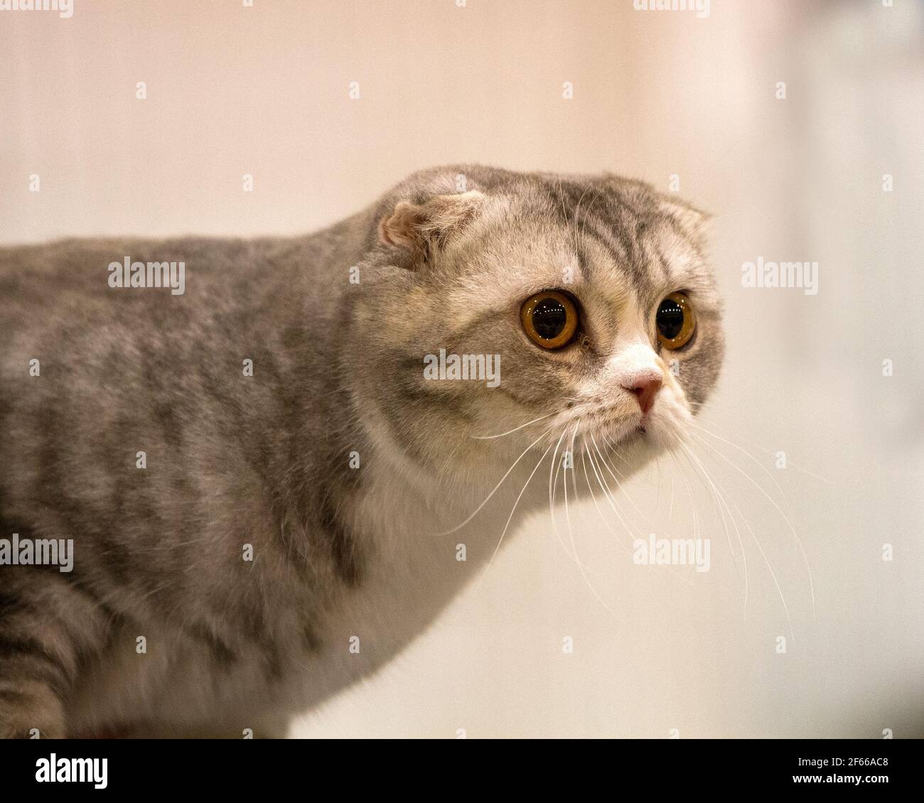 Highland fold cat hi-res stock photography and images - Alamy