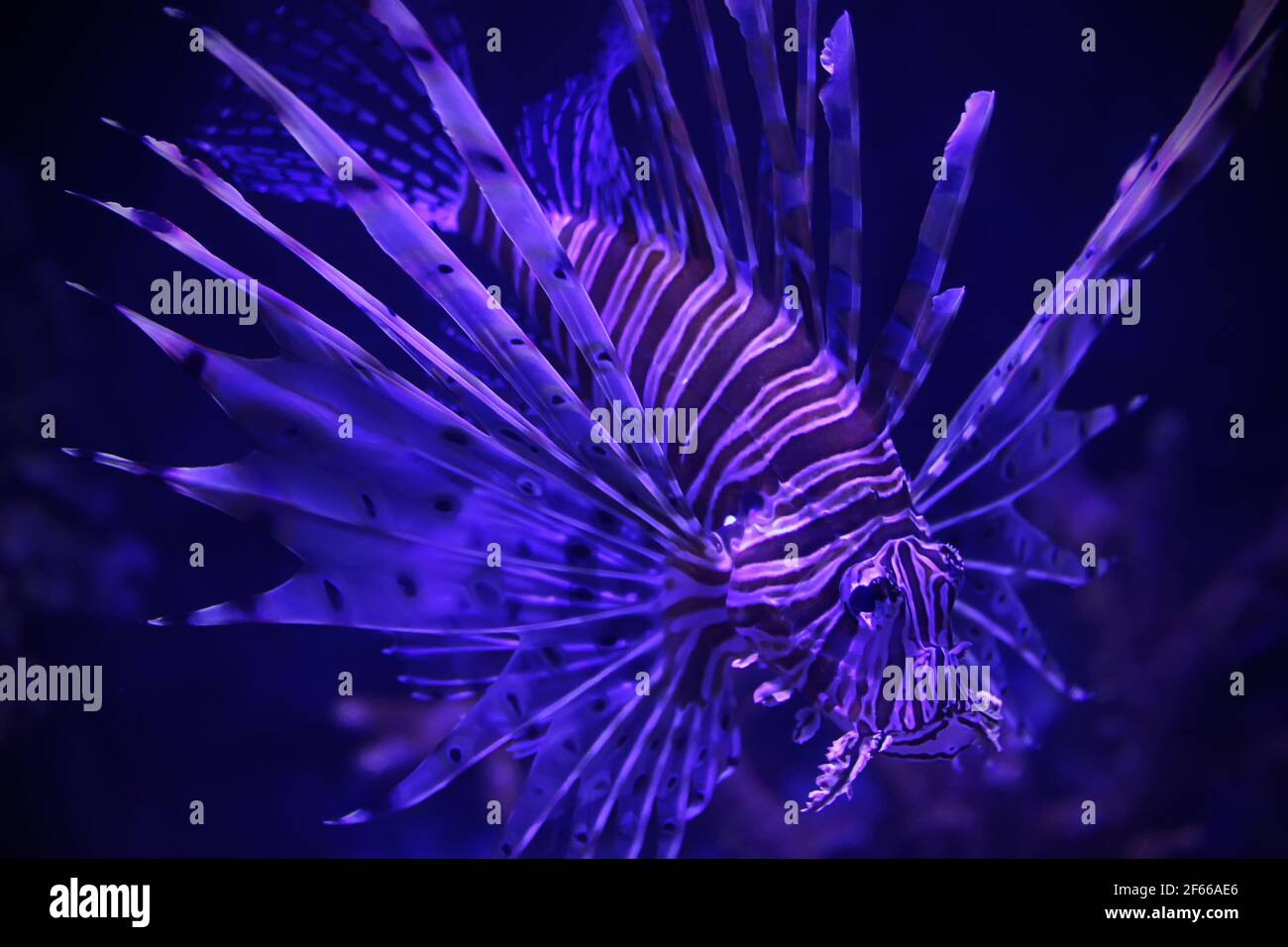 Poisonous fish hi-res stock photography and images - Alamy