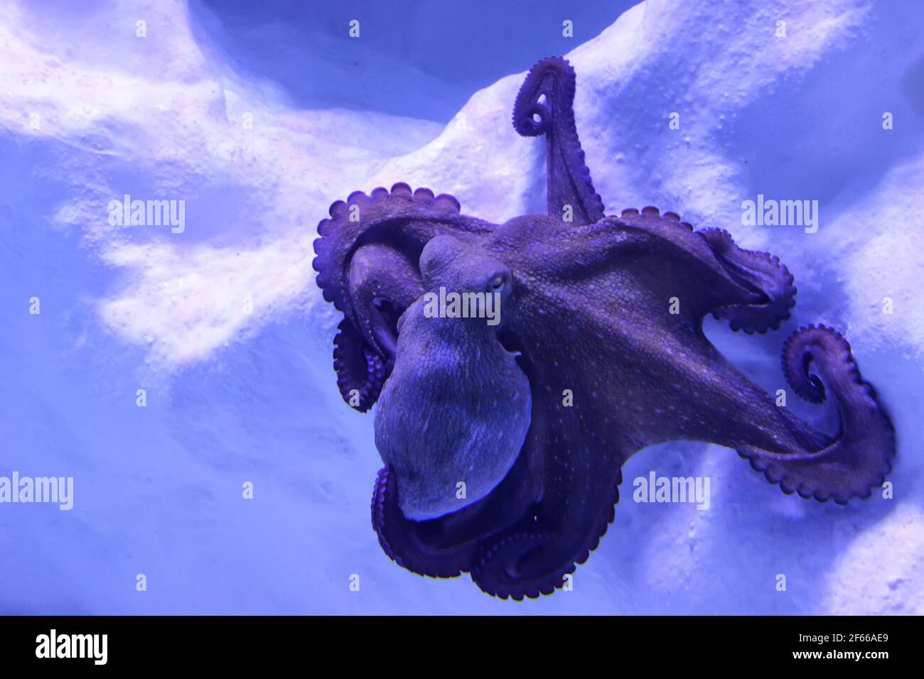 Octopus octopus vulgaris aquarium hi-res stock photography and images ...