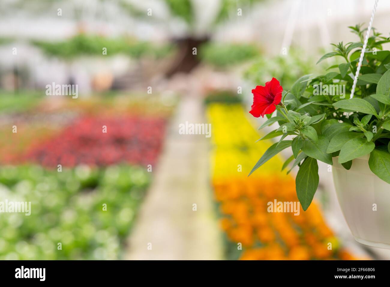 Modern greenhouse, gardener's work and plant care Stock Photo - Alamy