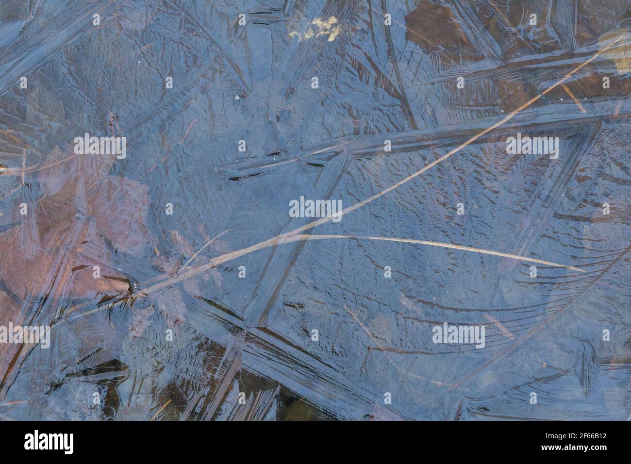 Frozen Leaves under Ice Background Stock Photo - Alamy