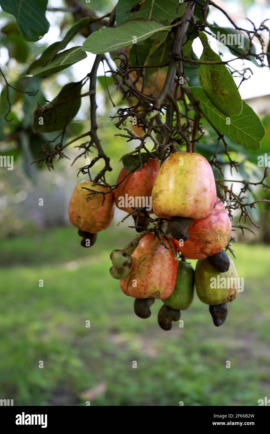 Cashew plantation hi-res stock photography and images - Alamy
