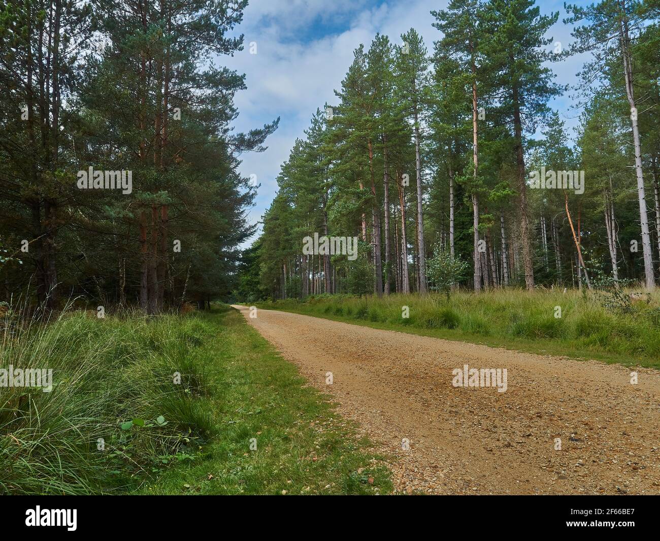 A gravel path flanked by tall, mature fir trees, running parallel and ...