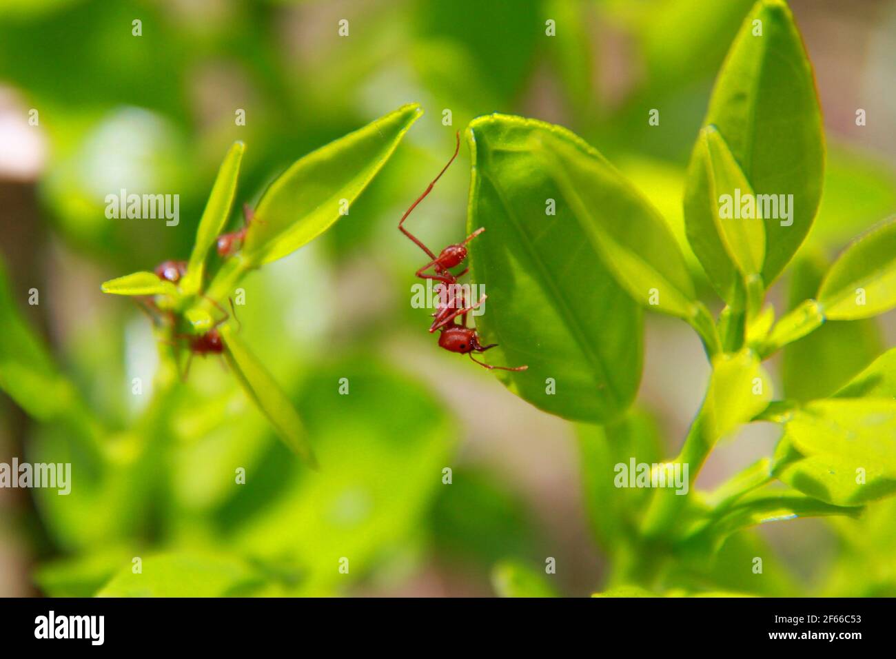 salvador, bahia / brazil - november 22, 2013: Leaf-cutting ant is seen ...