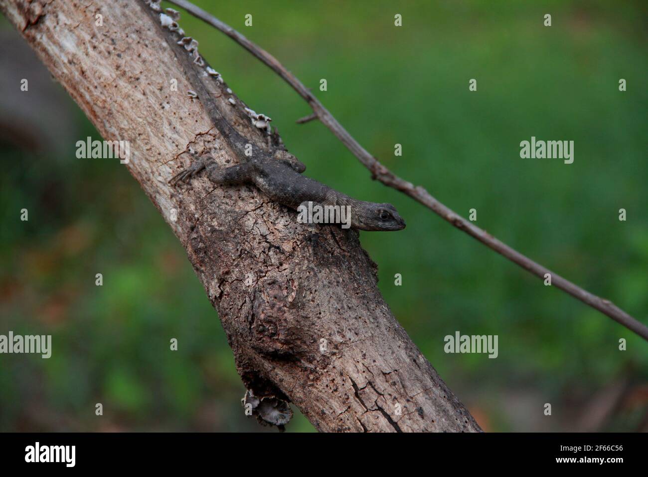 salvador, bahia / brazil - march 28, 2009: gecko is seen in a garden in ...