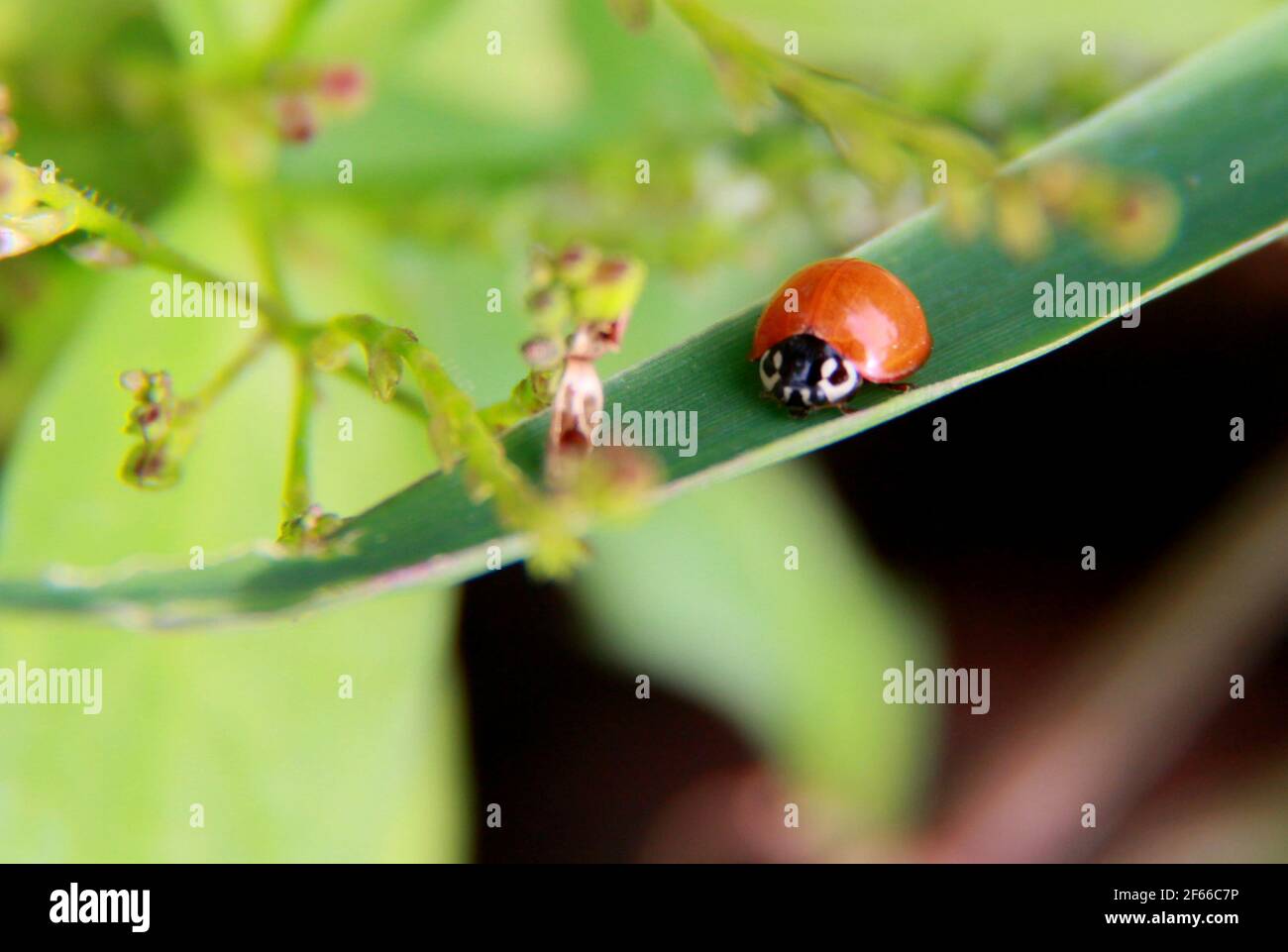 salvador, bahia / brazil - november 22, 2013: ladybug insect is seen in ...