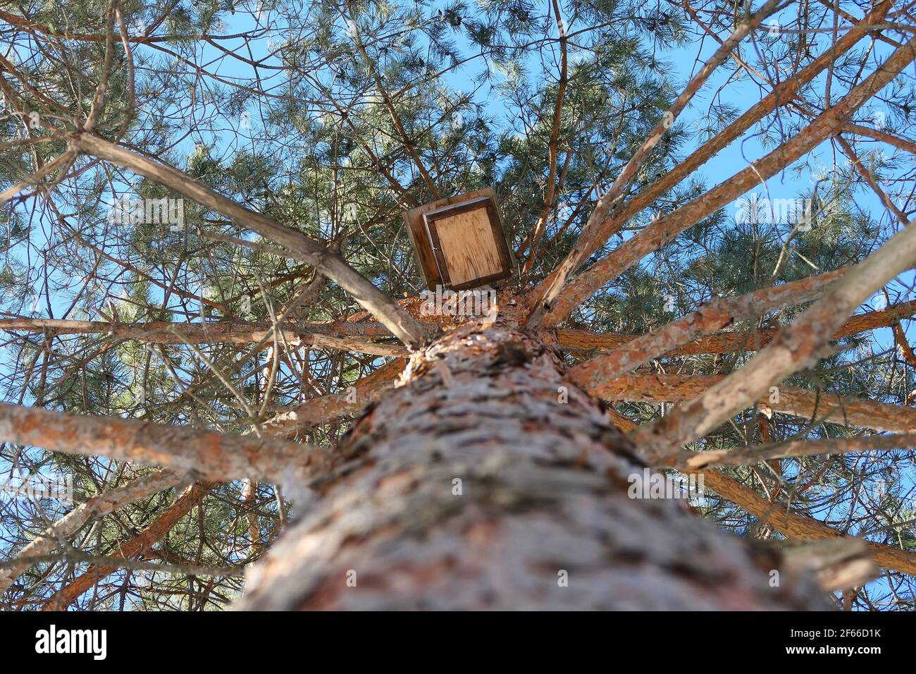 Spring, nature. A large conifer, a view from below. The texture of the ...
