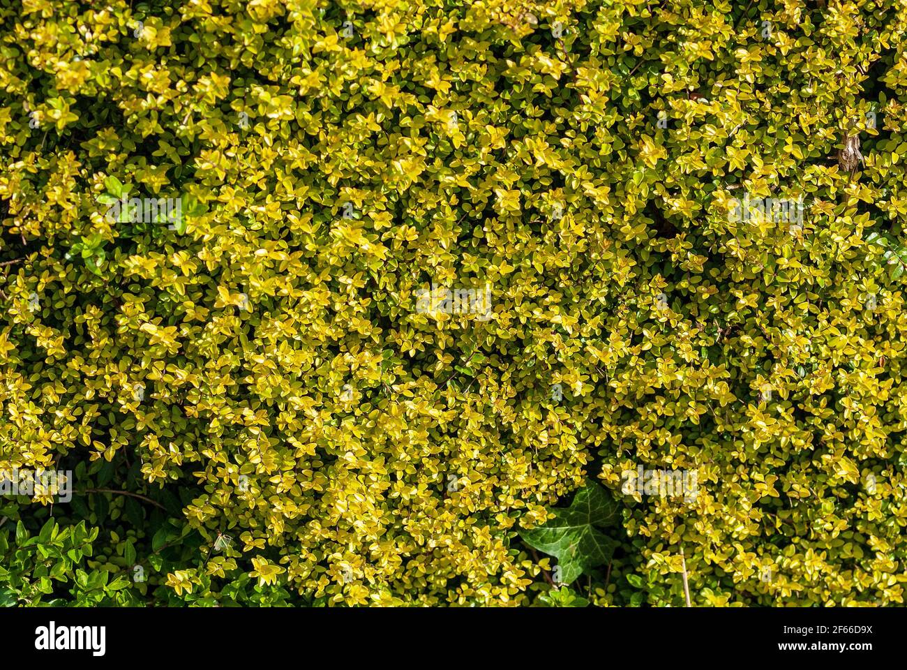 Bagessons gold hi-res stock photography and images - Alamy