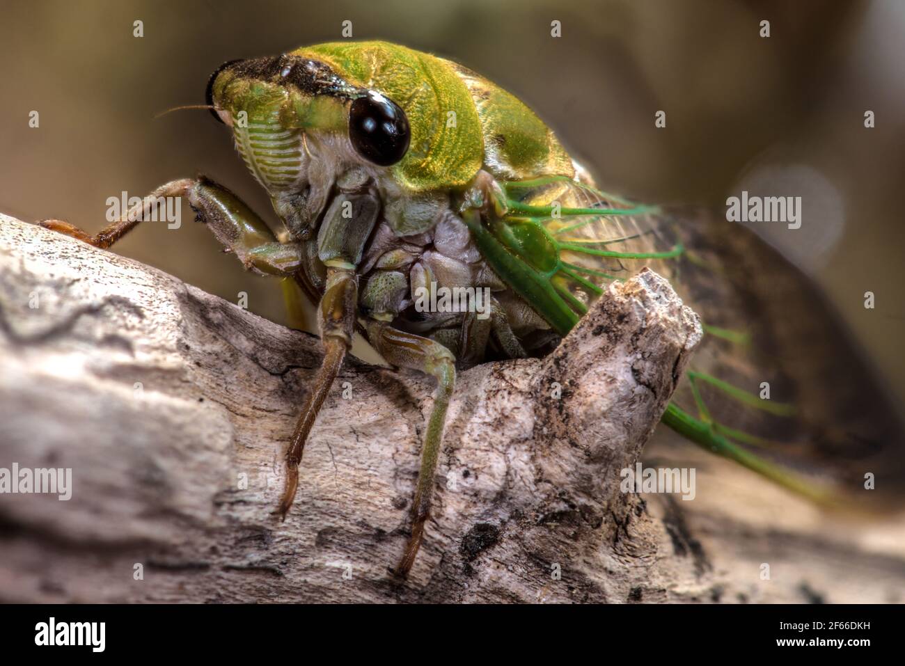 Neotibicen superbus hi-res stock photography and images - Alamy