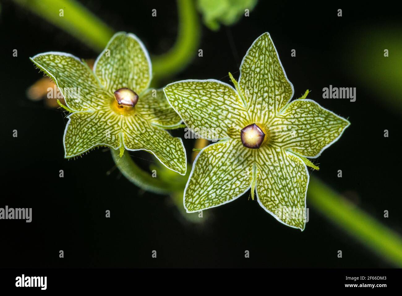 Matelea reticulata hi-res stock photography and images - Alamy