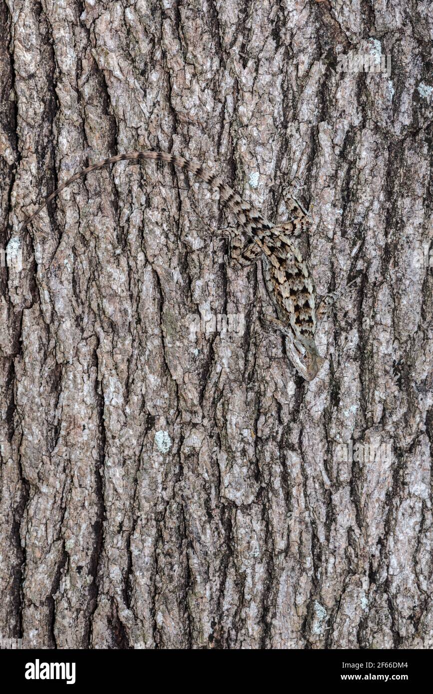 Texas tree lizard hi-res stock photography and images - Alamy