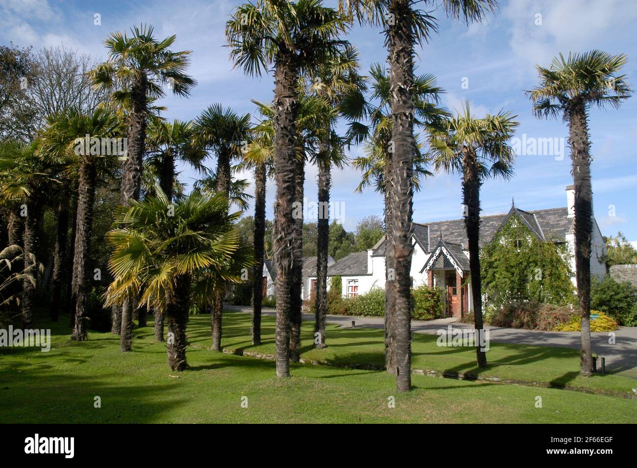 Logan Botanic gardens, Rhins of Galloway, Scotland, UK Stock Photo - Alamy