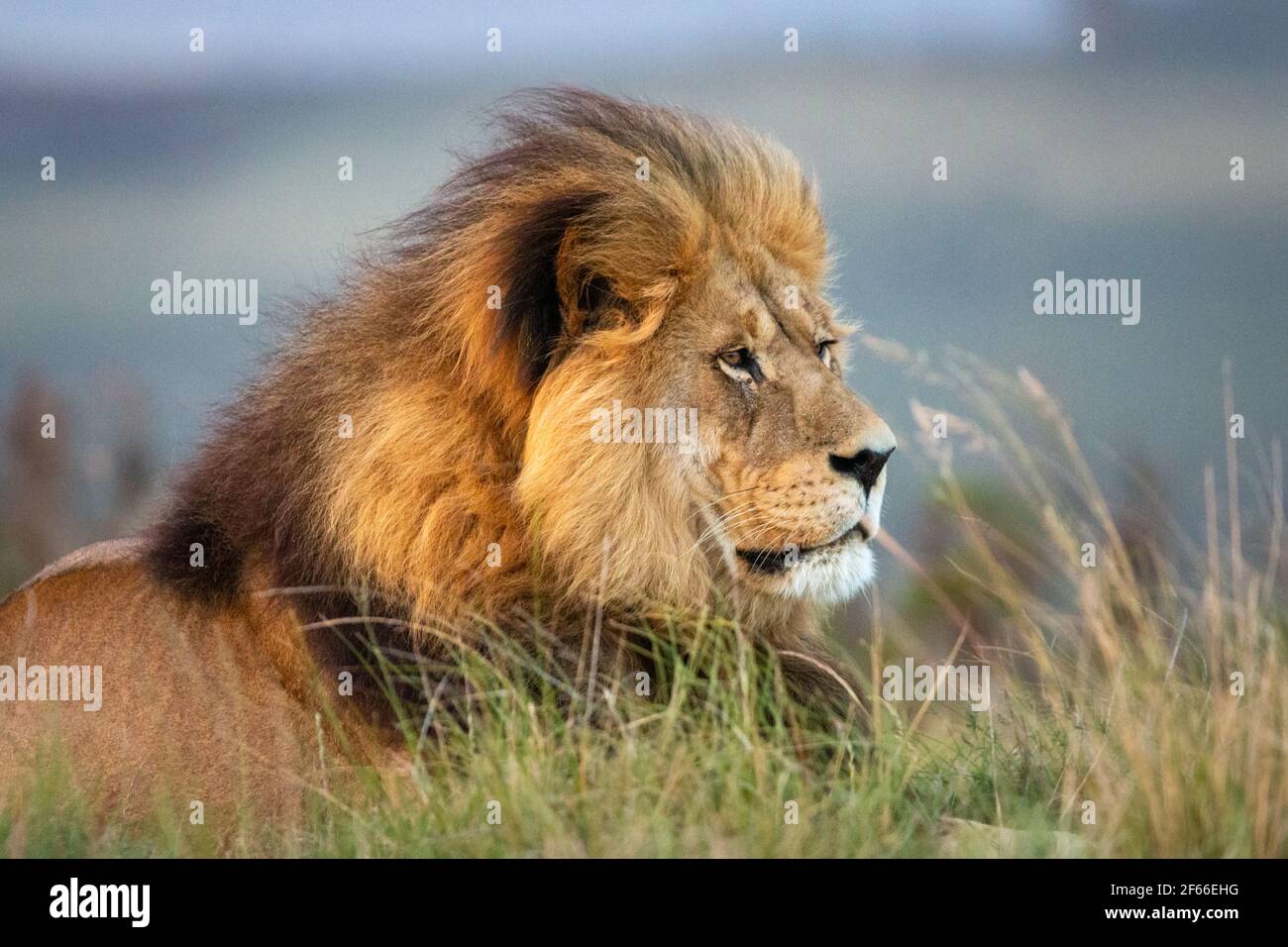 Regal looking lion hi-res stock photography and images - Alamy