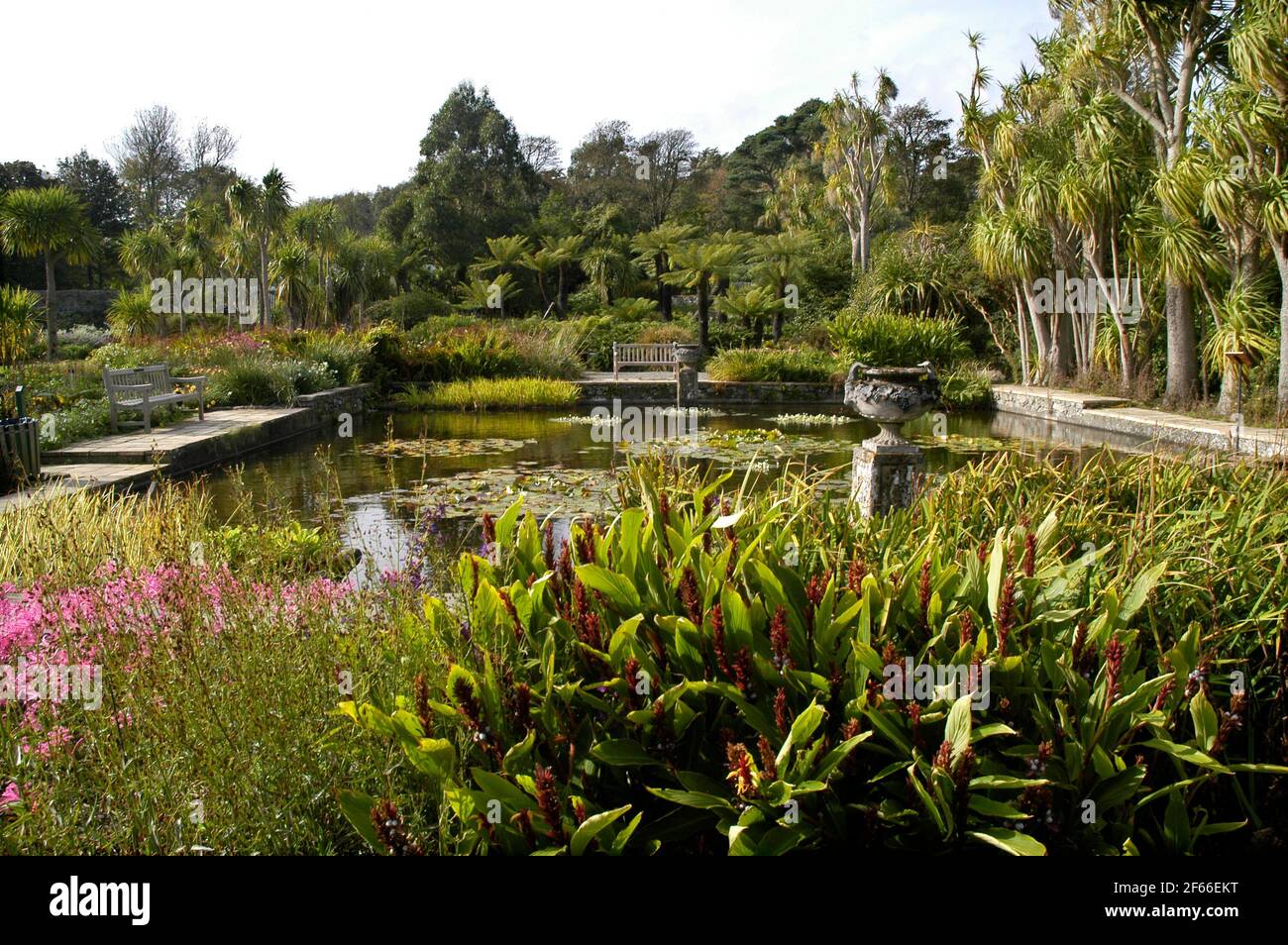 Logan Botanic gardens, Rhins of Galloway, Scotland, UK Stock Photo - Alamy