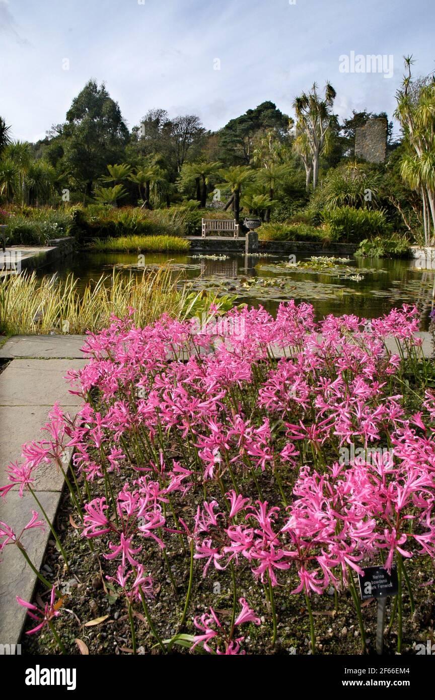 Logan Botanic gardens, Rhins of Galloway, Scotland, UK Stock Photo - Alamy