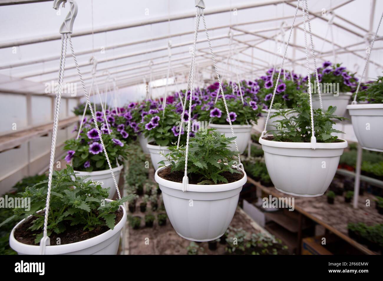 Big glass greenhouse with violet flower, interior of modern smart ...