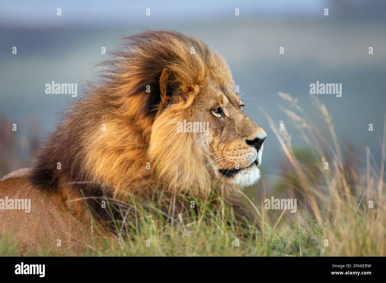 Portrait of a single male lion in South Africa lying on the ground ...