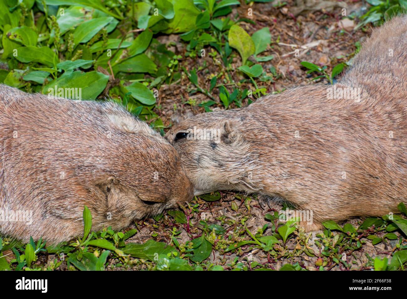 Prairie Dogs Mating