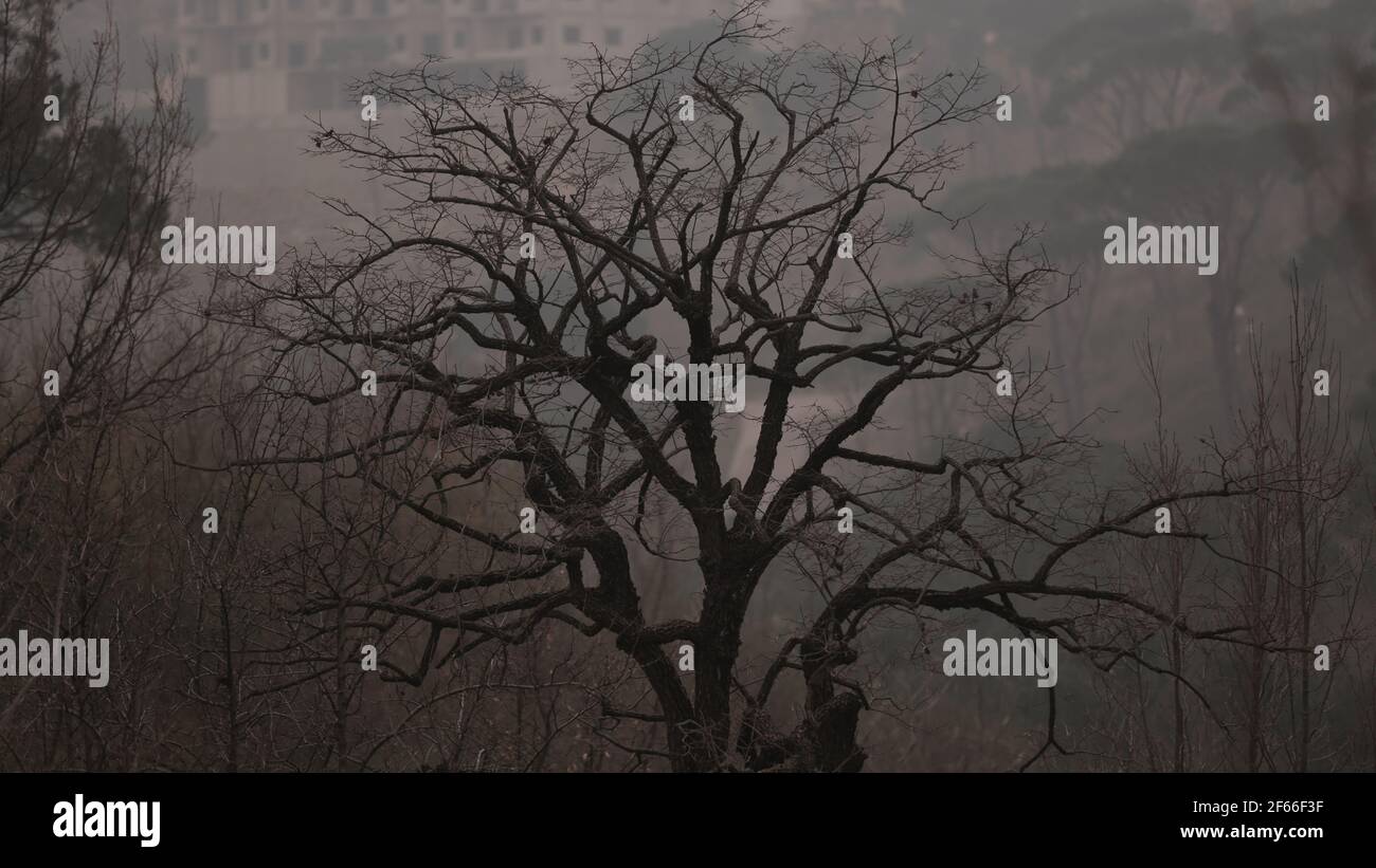 Persimmon tree leaves hi-res stock photography and images - Alamy