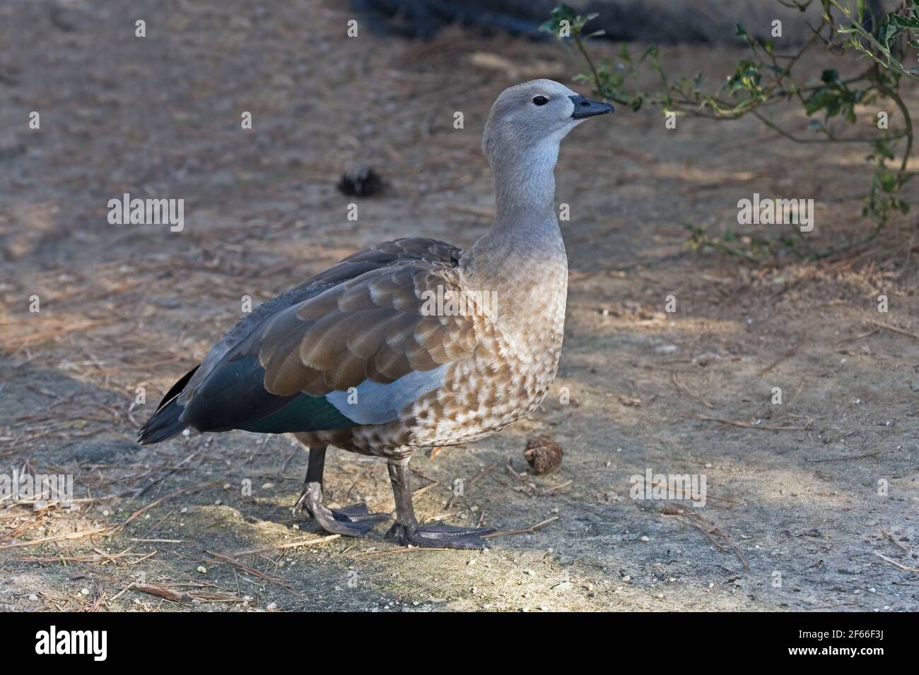 The Endangered Blue-winged Goose, Cyanochen cyanoptera Stock Photo - Alamy