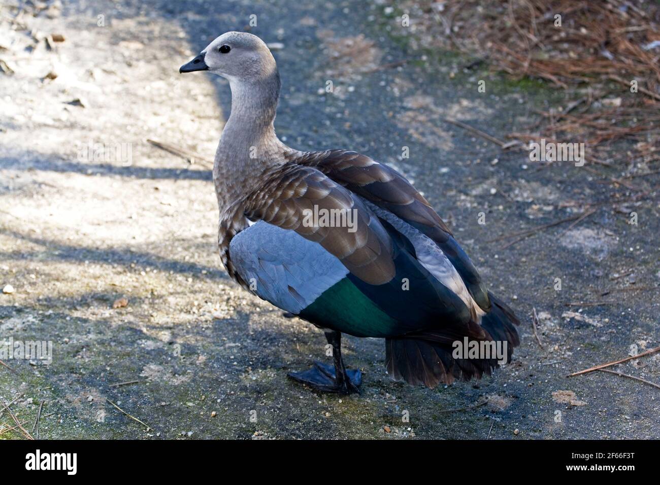 A Blue-winged Goose, Cyanochen cyanoptera, endemic to Ethiopia Stock ...