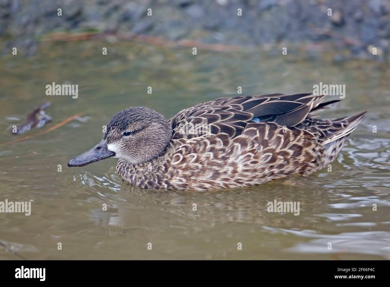 Female Blue-winged Teal, Anas discors Stock Photo - Alamy