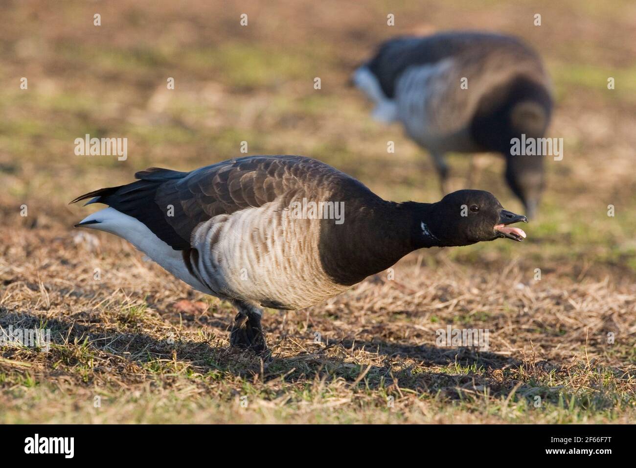Brant duck hi-res stock photography and images - Alamy