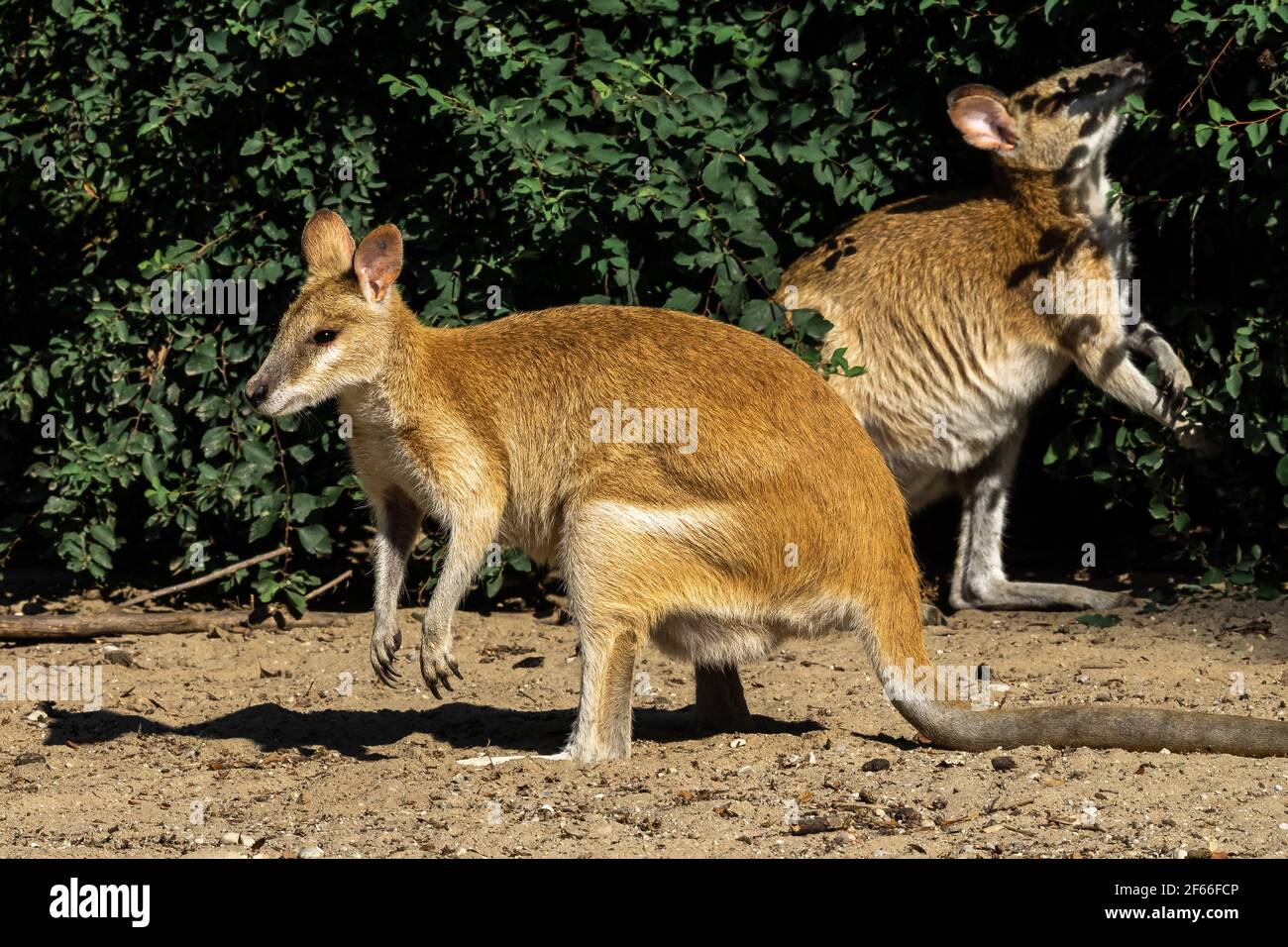 The agile wallaby, Macropus agilis also known as the sandy wallaby is a ...