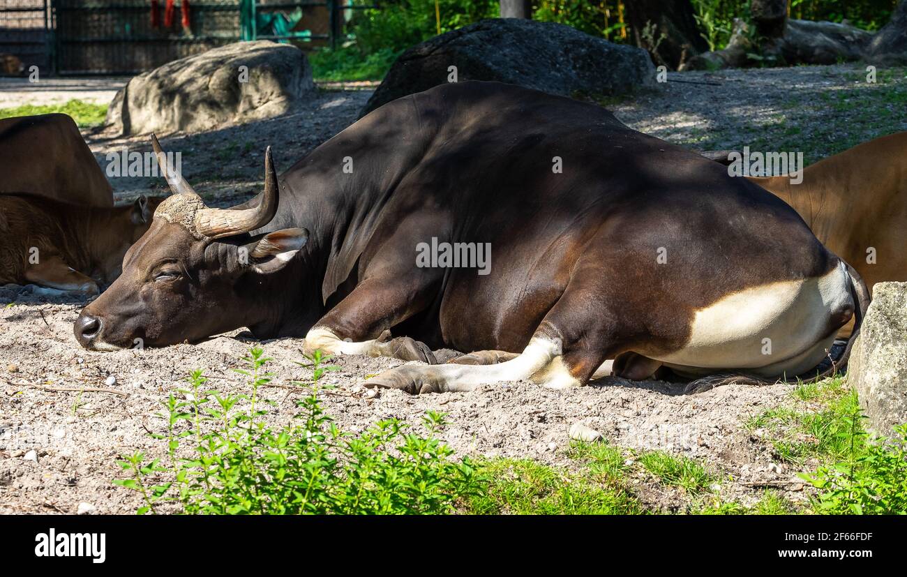 Male banteng black and white hi-res stock photography and images - Alamy