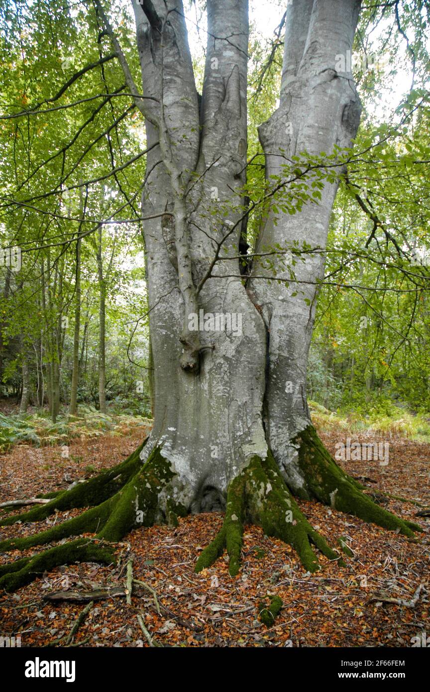 Ancient tree grows in a park, Scotland Stock Photo - Alamy