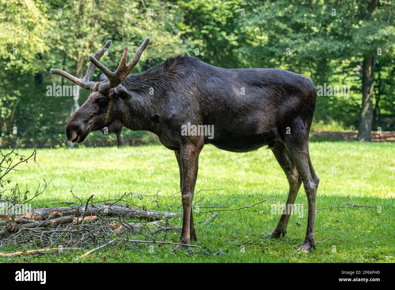 European Moose, Alces alces, also known as the elk. Wild life animal ...