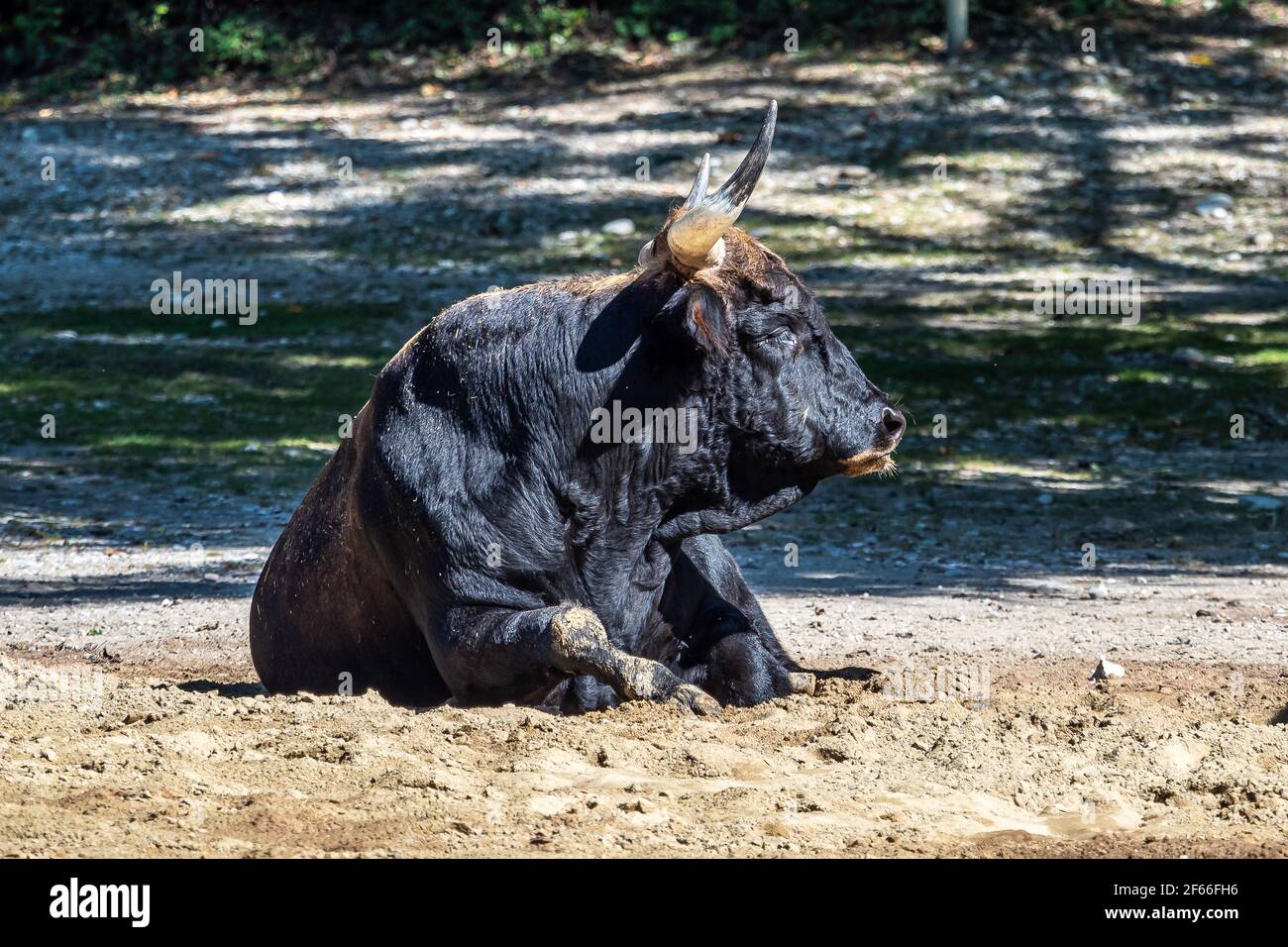 Heck cattle, Bos primigenius taurus, claimed to resemble the extinct ...