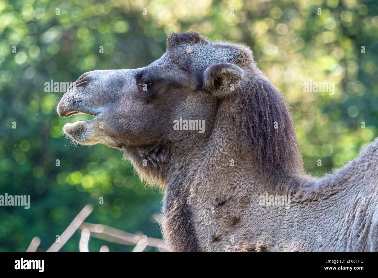 The Bactrian camels, Camelus bactrianus is a large, even-toed ungulate ...