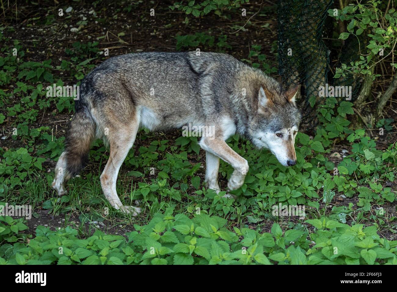 The wolf, Canis lupus, also known as the grey wolf or timber wolf is a ...