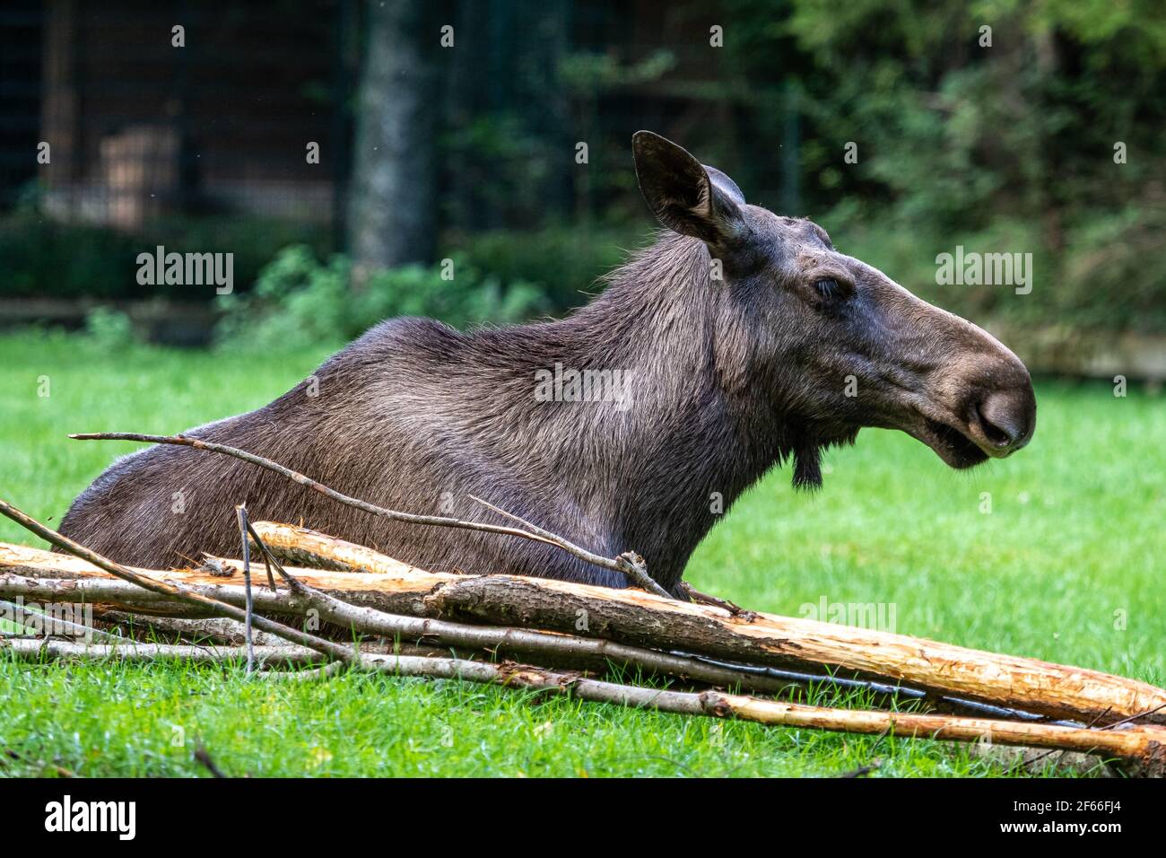 European Moose, Alces alces, also known as the elk. Wild life animal ...