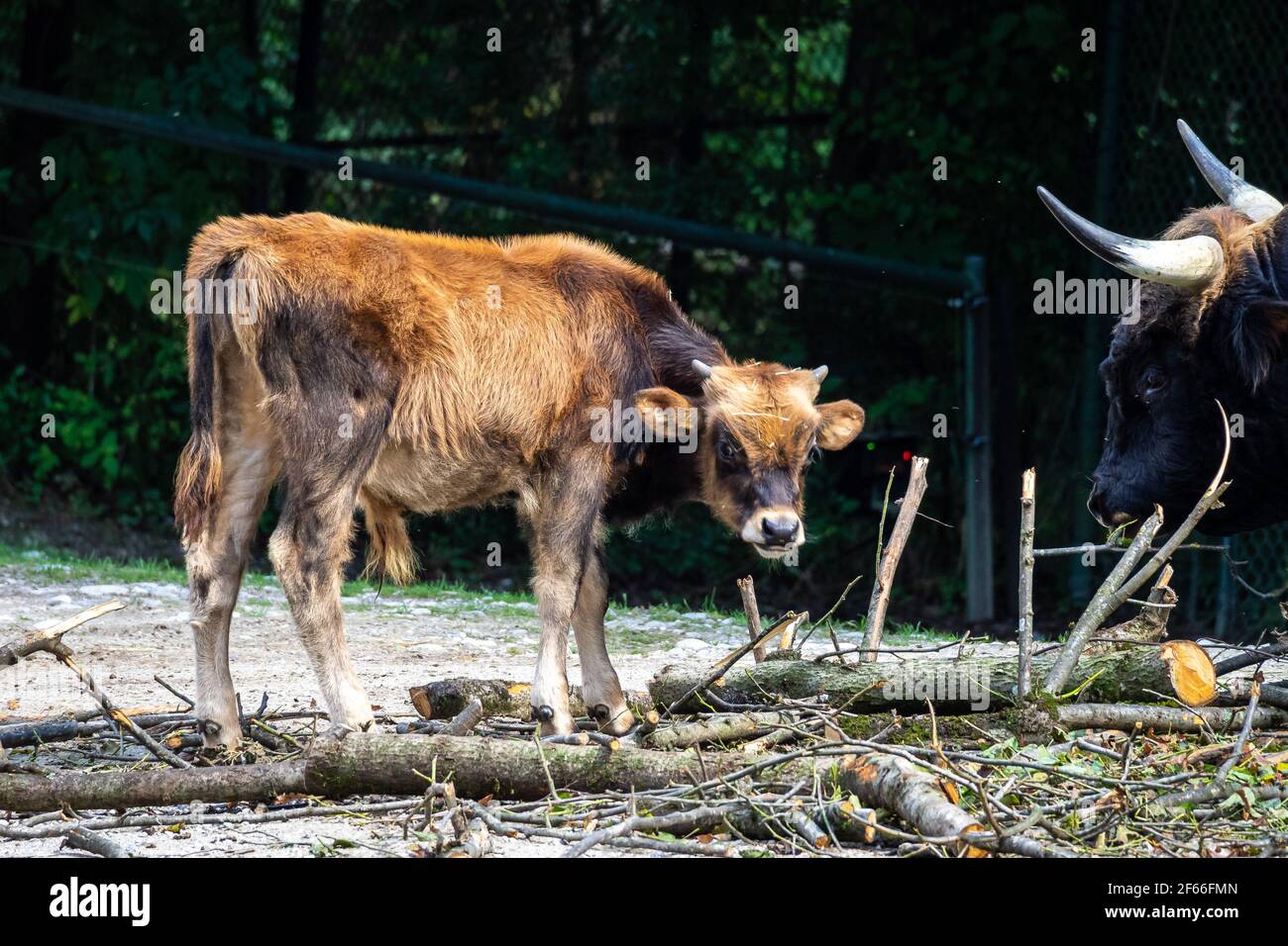 Heck cattle, Bos primigenius taurus, claimed to resemble the extinct ...
