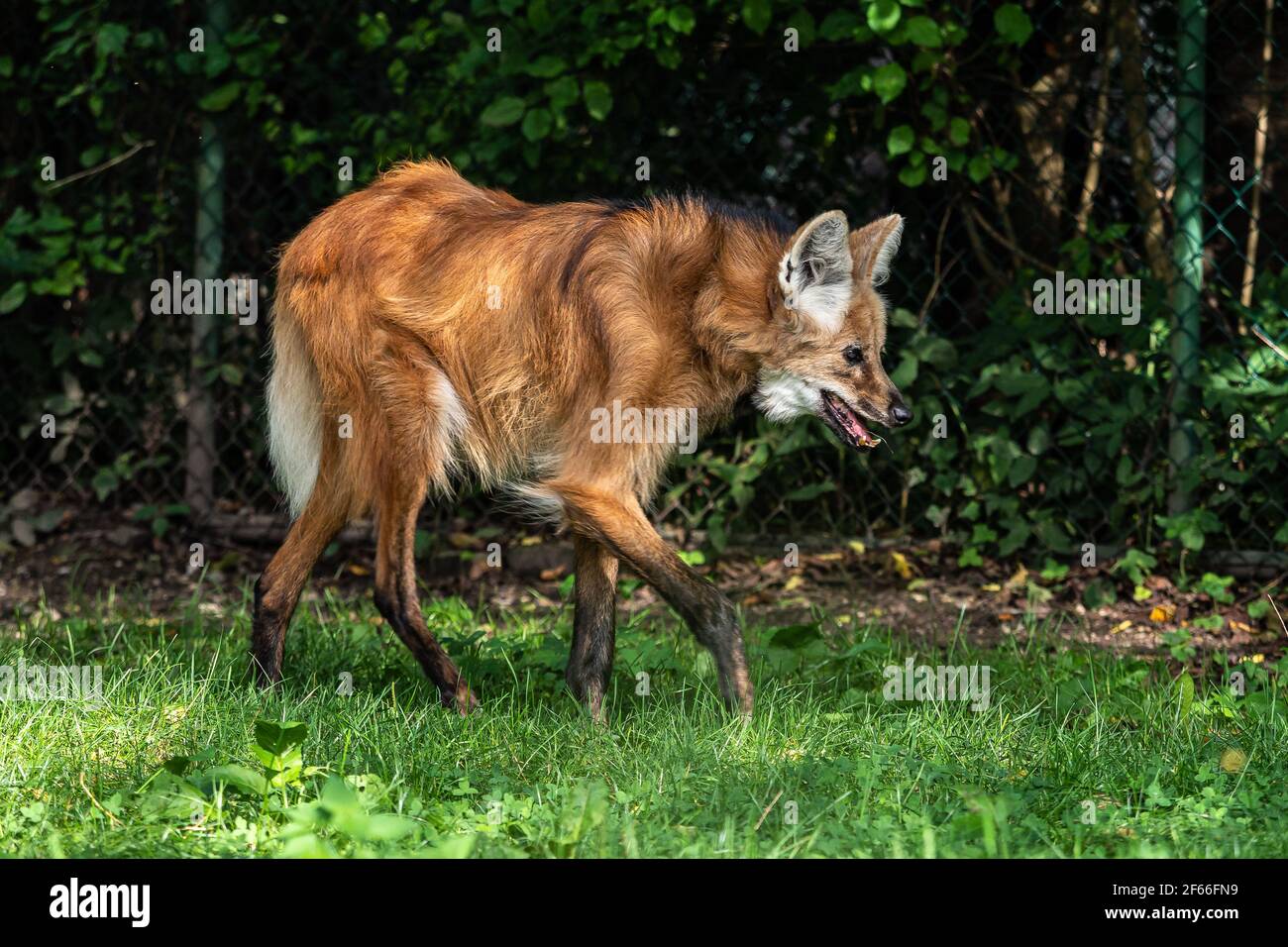 Is the largest canid of south america hi-res stock photography and ...