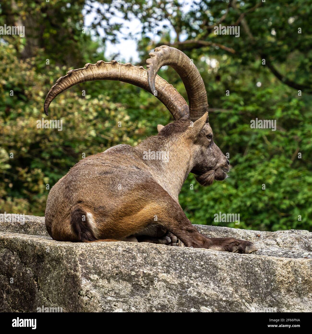 Male mountain ibex - capra ibex in the zoo Stock Photo - Alamy