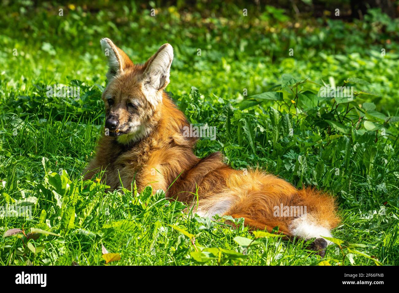 The Maned Wolf, Chrysocyon brachyurus is the largest canid of South America. This mammal lives ...